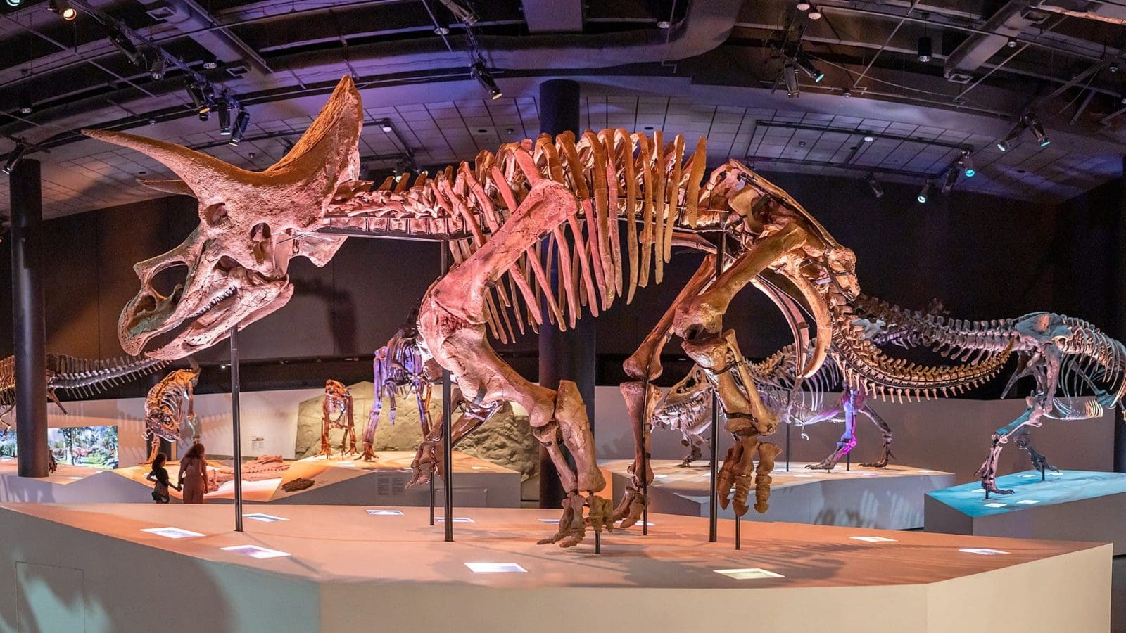 Dinosaur Fossil Museum Dinosaur Fossil Museum